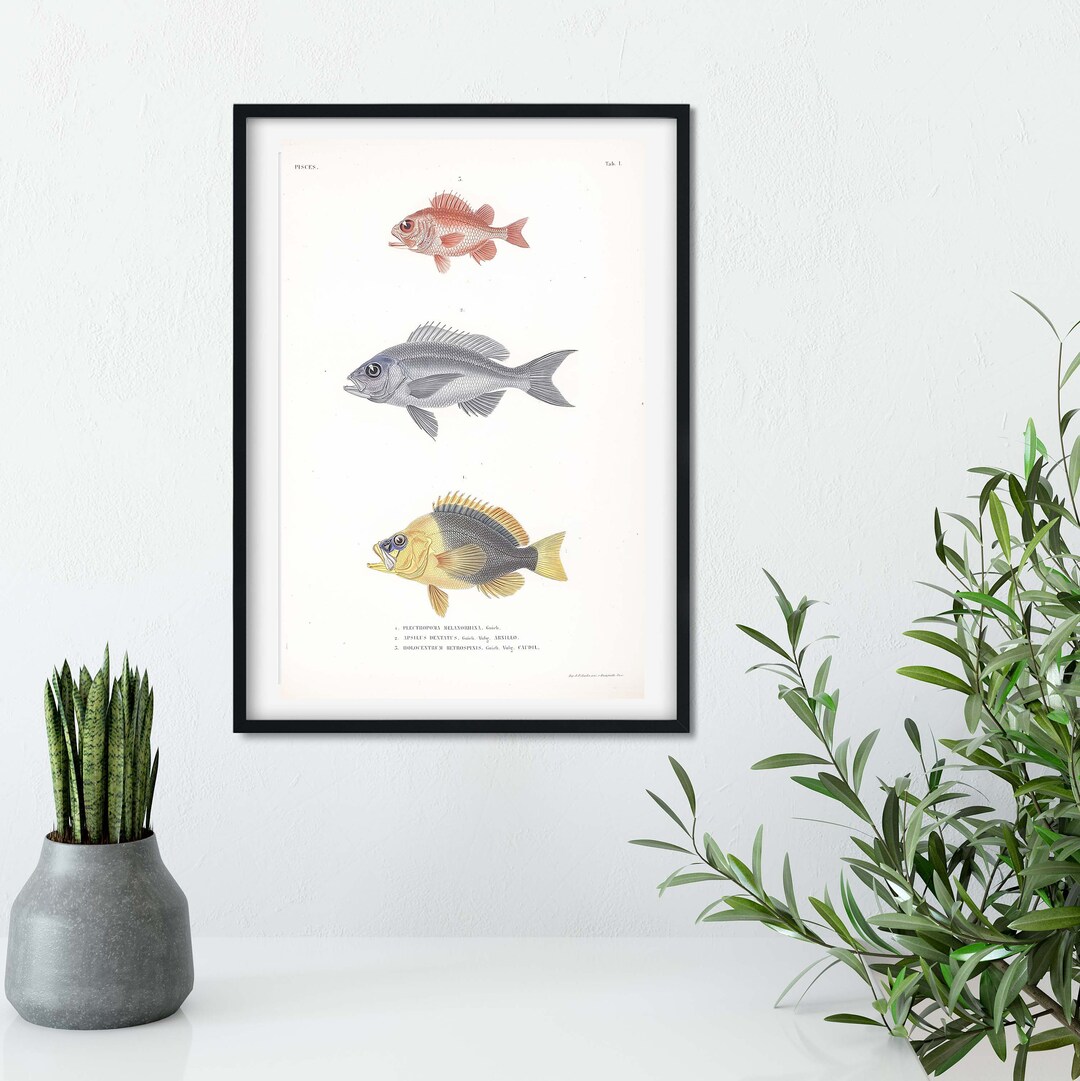 Framed Antique Fish Print, Scientific Biology Fish Illustration Poster ...