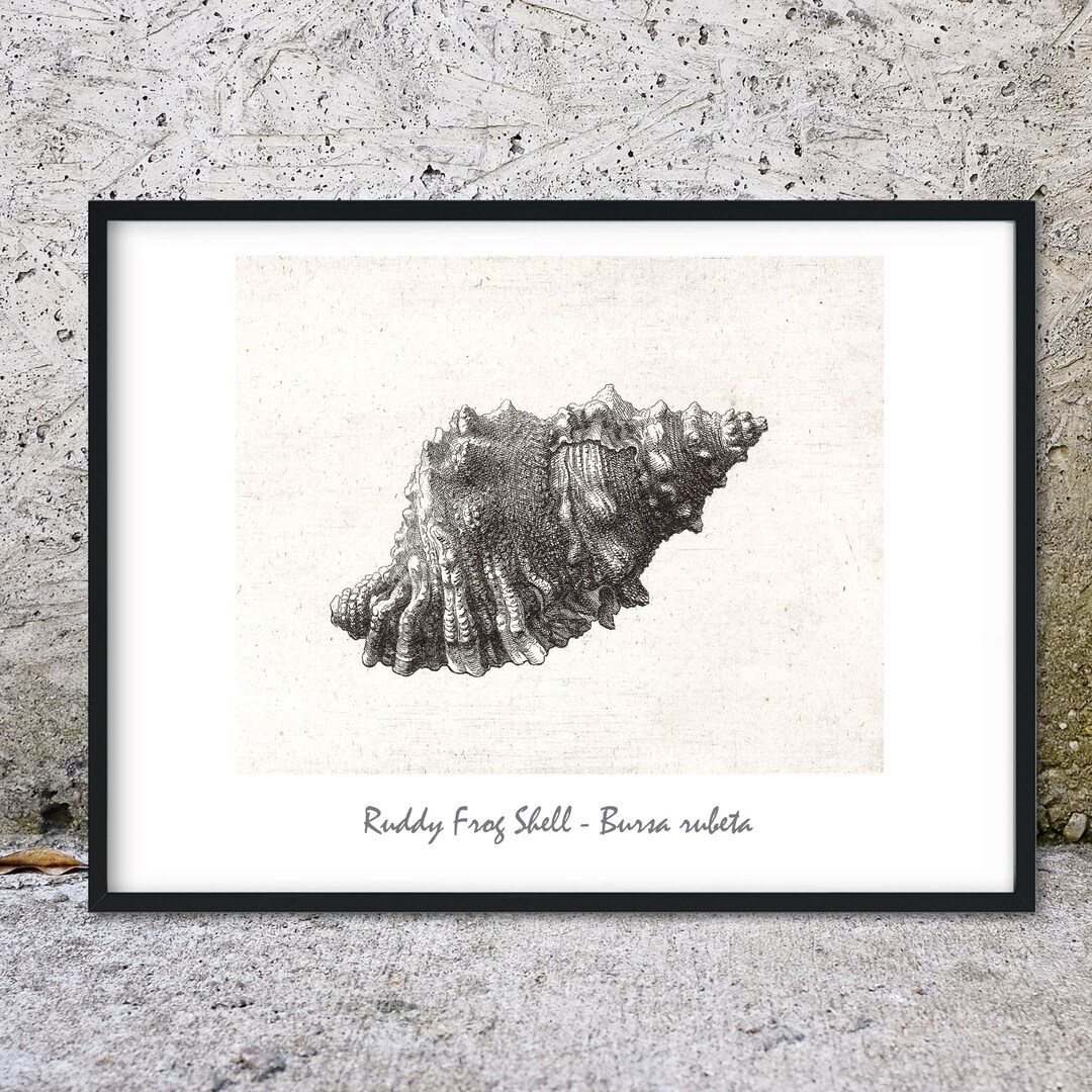 Framed Nautical Antique Shell Art Print 1645 Vintage Beach Seashell ...