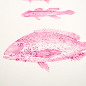 Pink Antique Fish Print- Framed Coloured Scientific Biology Drawing ...