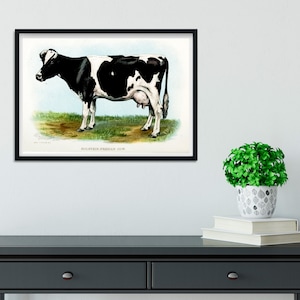 Framed Vintage Cow Print, Natural History Cow Art Print, Framed Cattle ...