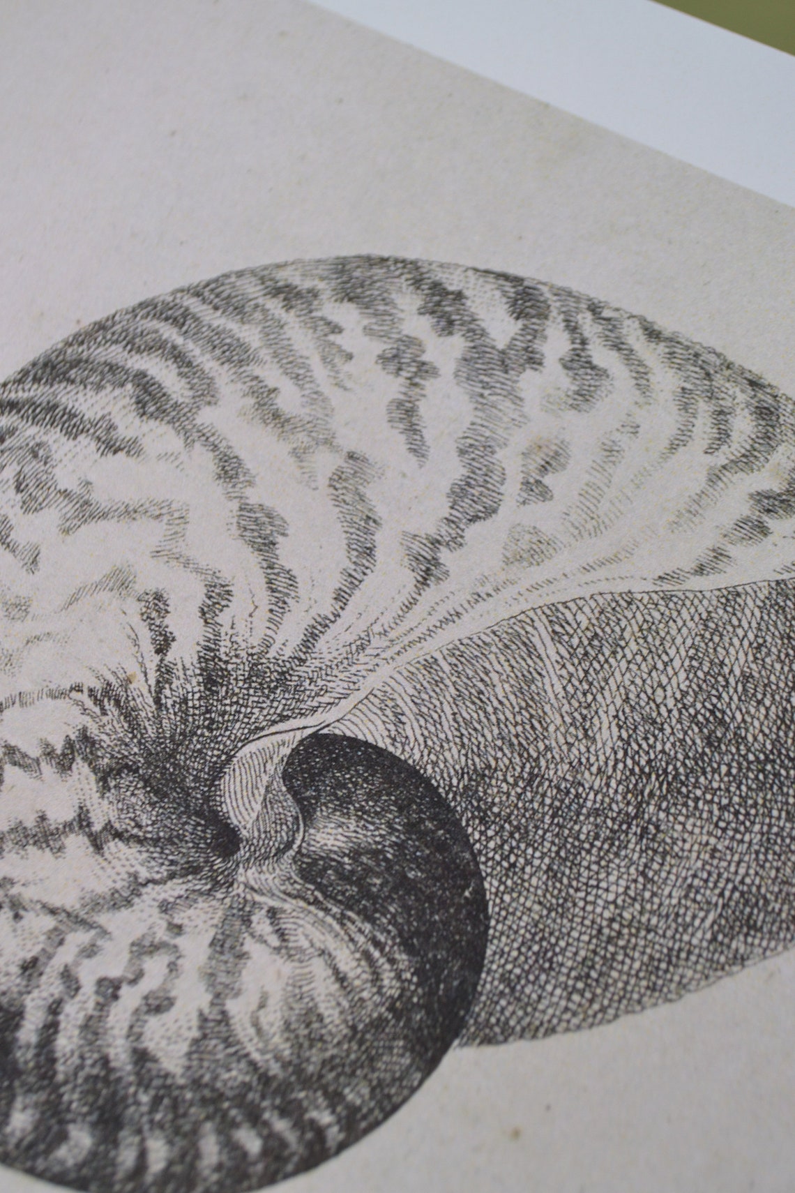 Nautilus Shell Art Print Framed Vintage Nautilus Print | Etsy