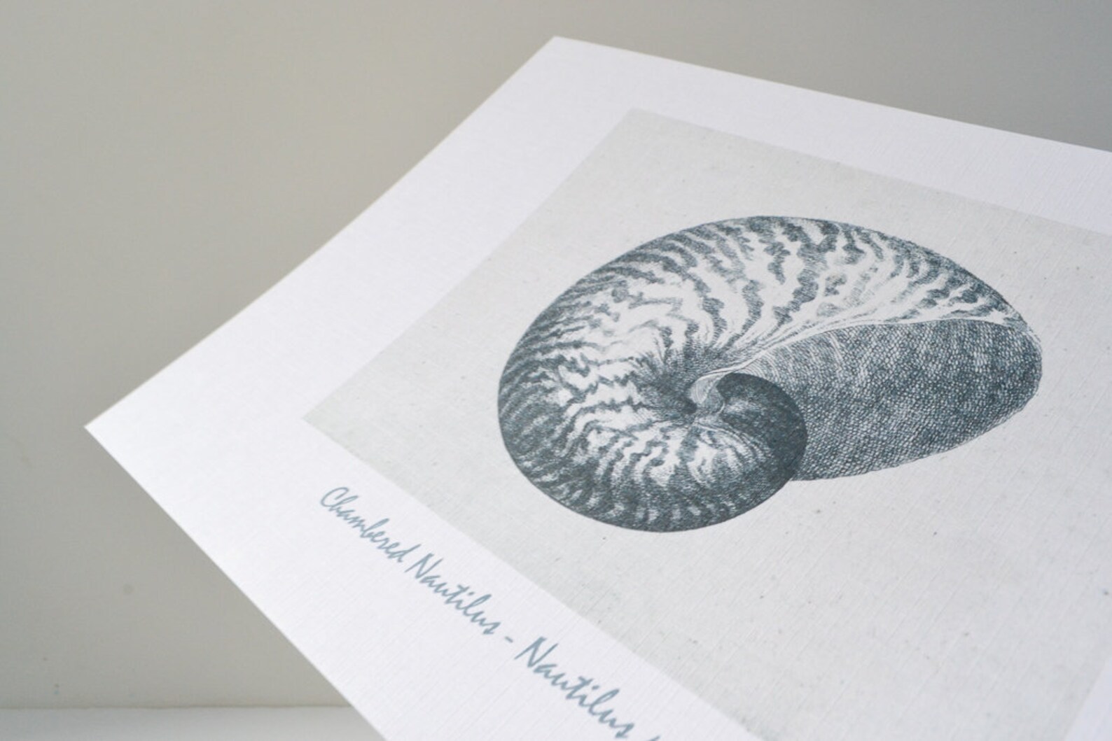 Nautilus Shell Art Print Framed Vintage Nautilus Print | Etsy