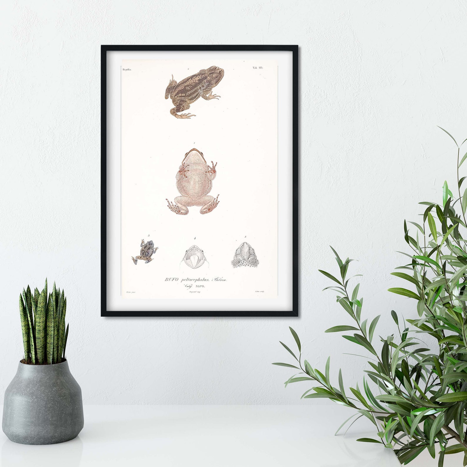 Framed Antique Toad Print Nature Illustration Print - Etsy
