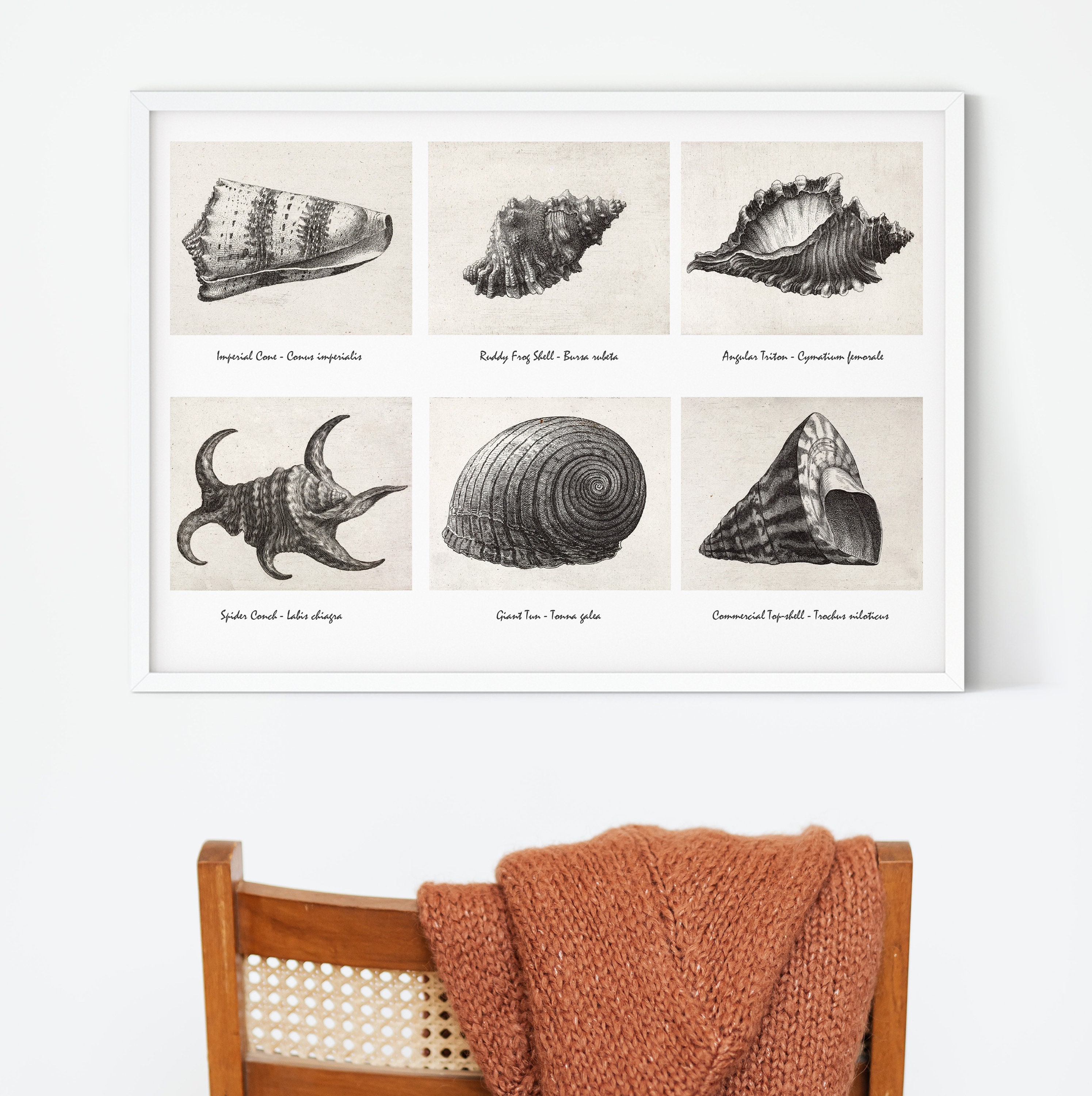 Antique Shell Drawings