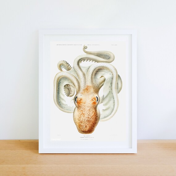 Framed Print Vintage Octopus Print Scientific Biology | Etsy