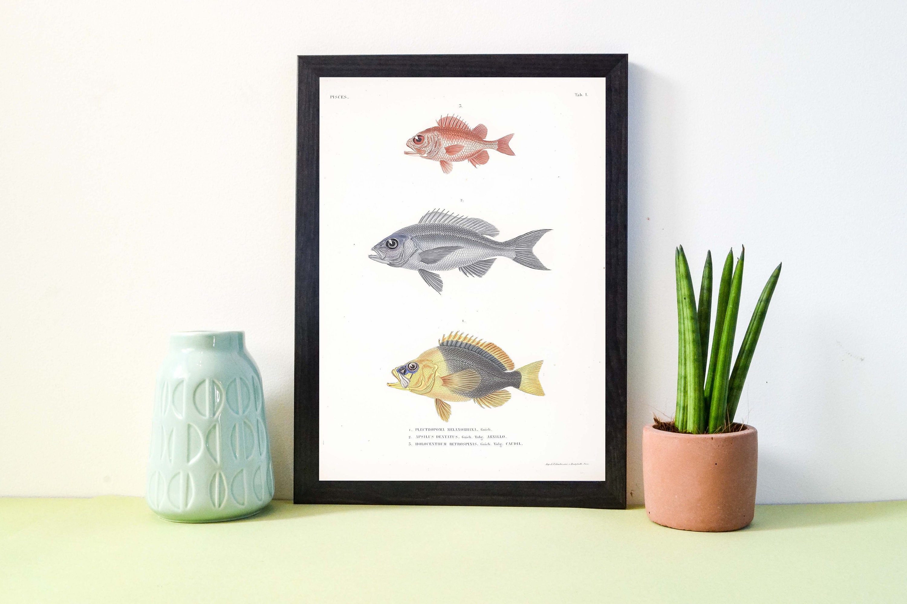 Framed Antique Fish Print Scientific biology fish | Etsy