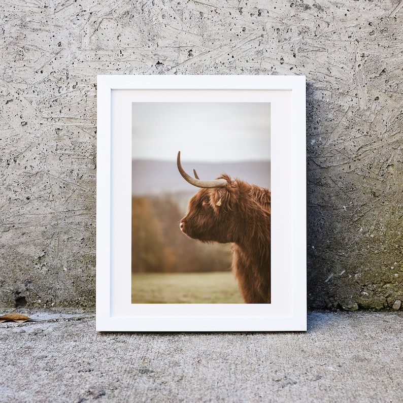 Framed Set of 3 Prints Highland Cow Print, Cow Photography Triptych ...