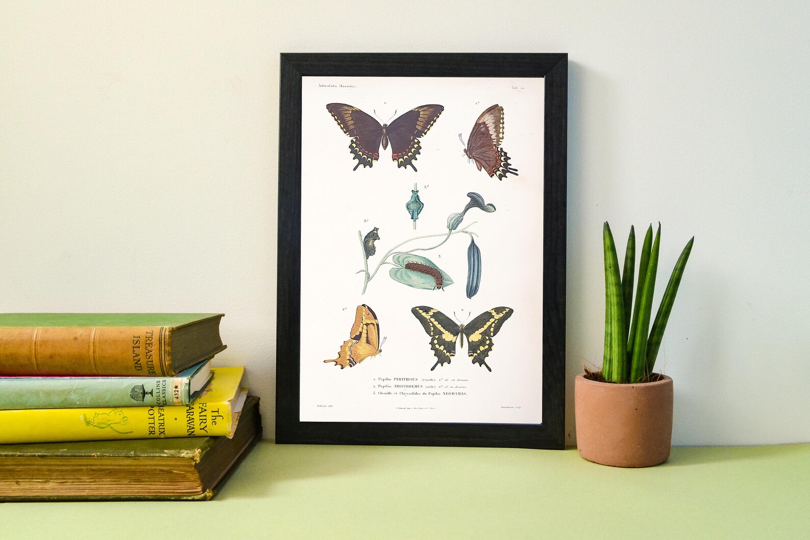 Framed Vintage Butterfly Print Natural History Scientific - Etsy