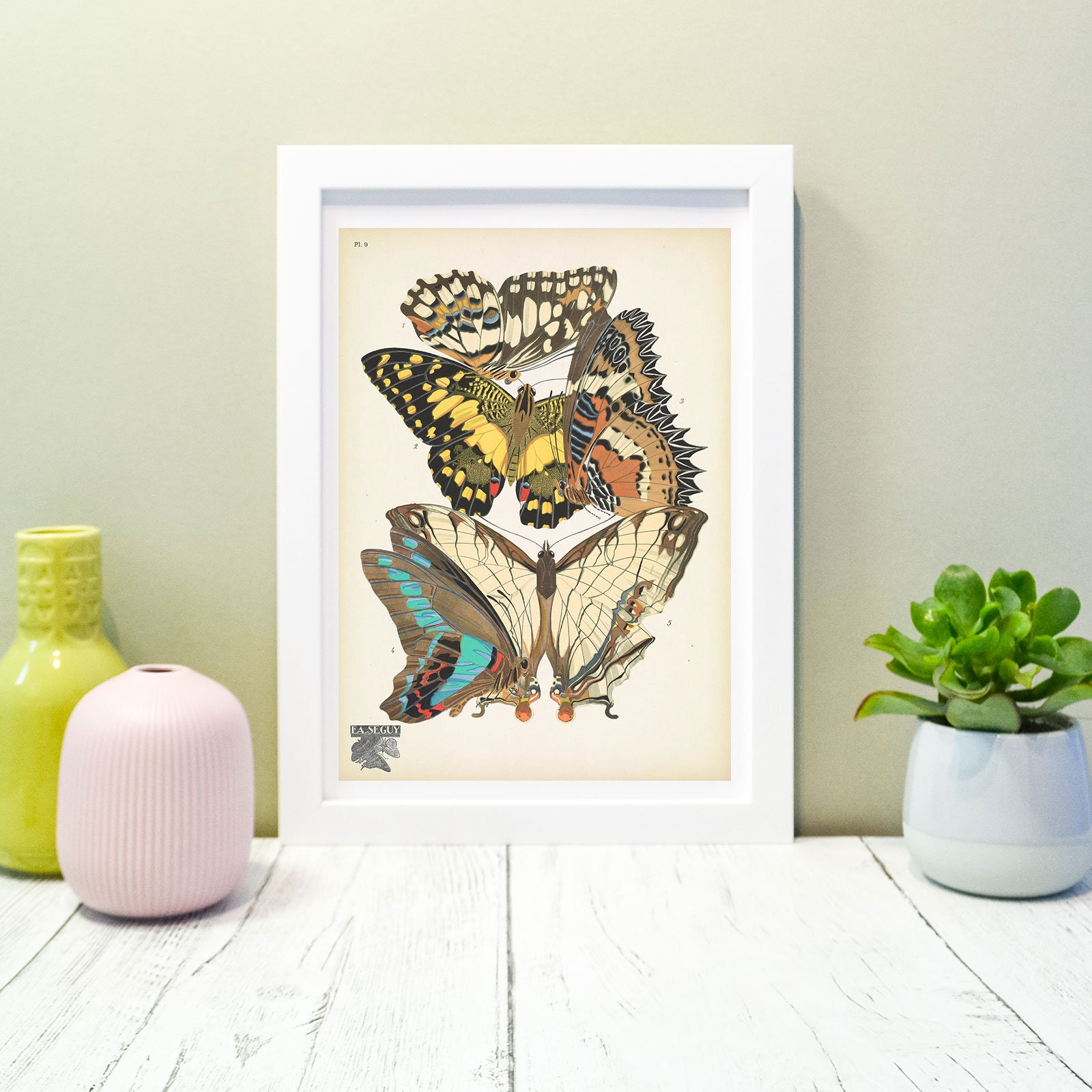 Framed Vintage Butterfly Print Natural history butterflies | Etsy