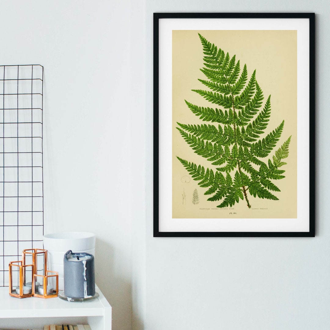 Framed Antique Botanical Fern Print, Green Fern Vintage Botanical Art 1 ...
