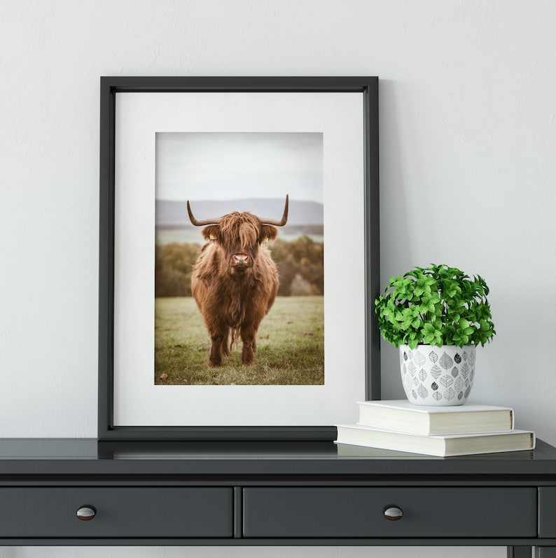 Framed Set of 3 Prints Highland Cow Print, Cow Photography Triptych ...
