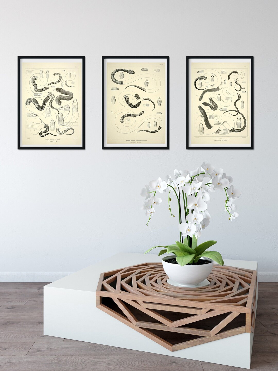 Set of 3 Framed Vintage Snake Prints, Natural History Scientific Art ...