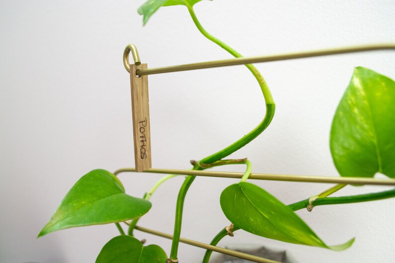 Curved Plant Support Indoor Plant Stake, Indoor Metal Trellis for Stem ...