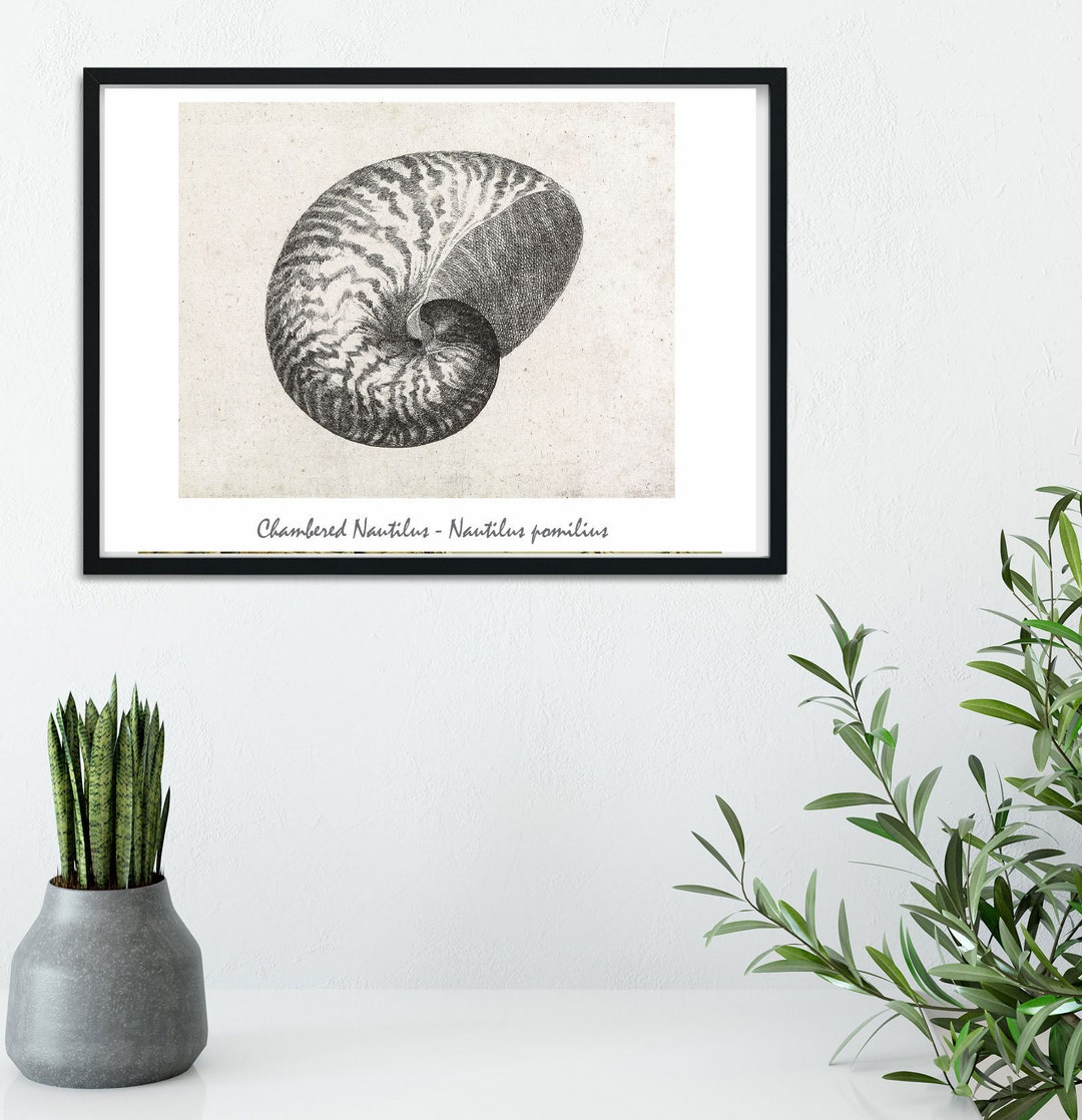 Nautilus Shell Art Print Framed Vintage Nautilus Print, Nautical Print ...