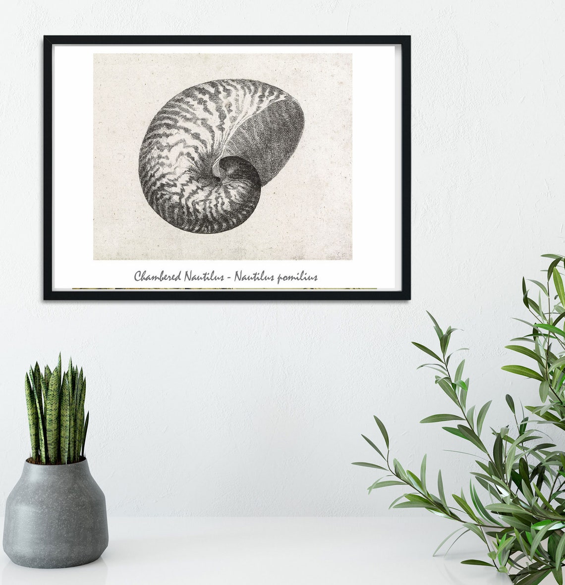 Nautilus Shell Art Print Framed Vintage Nautilus Print | Etsy