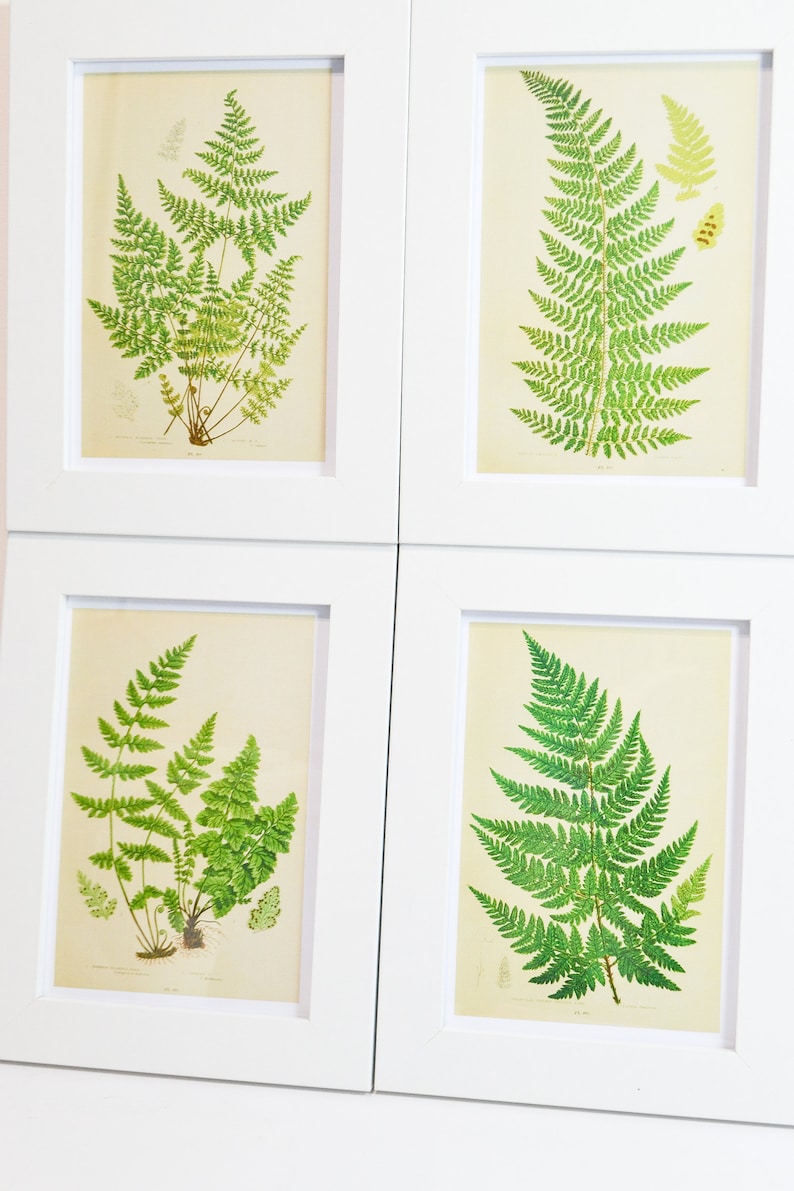 Framed Antique Botanical Fern Print, Green Fern Vintage Botanical Art 1 ...