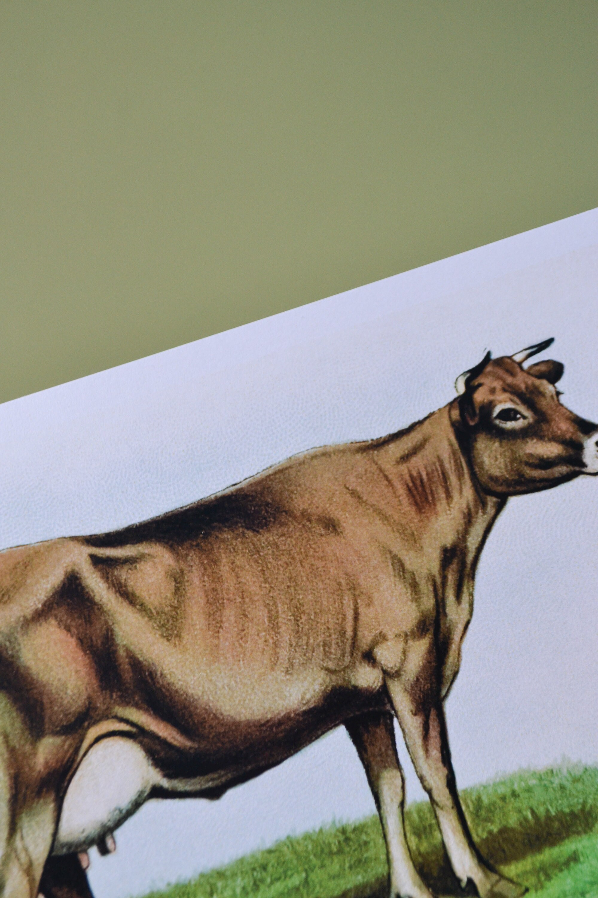 Framed Vintage Cow Print Natural History Cow Art Print - Etsy