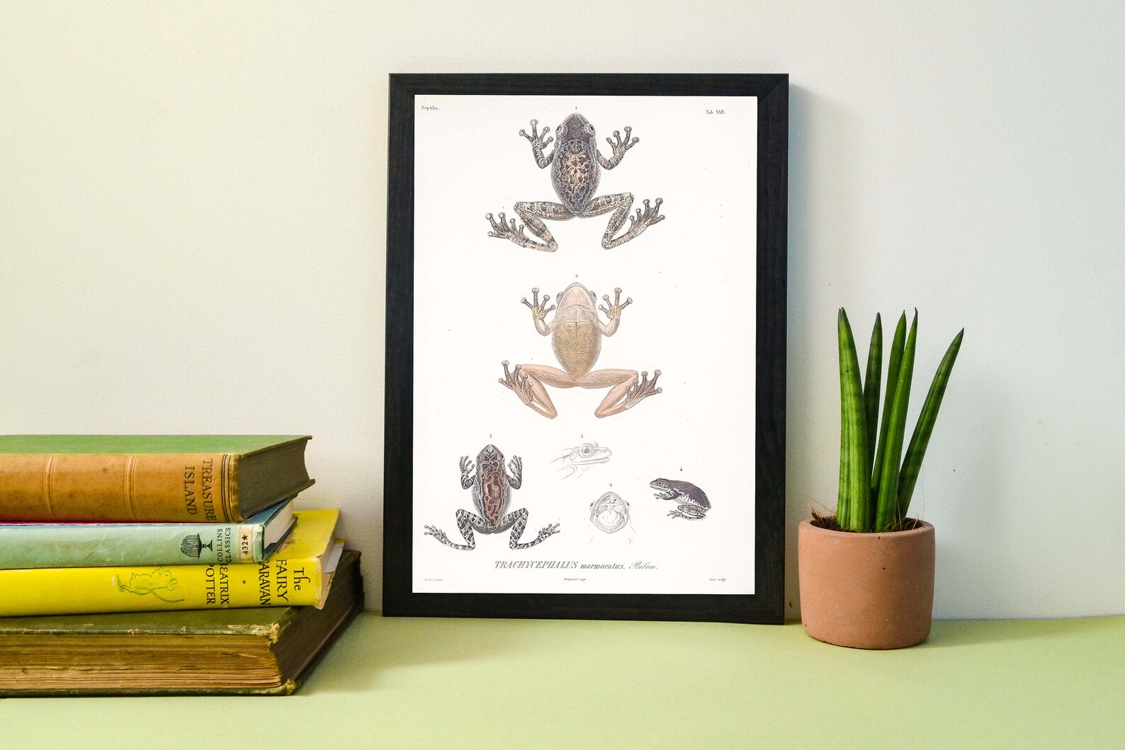 Antique Tree Frog Print- Framed Naturalist Scientific Biology Drawing ...