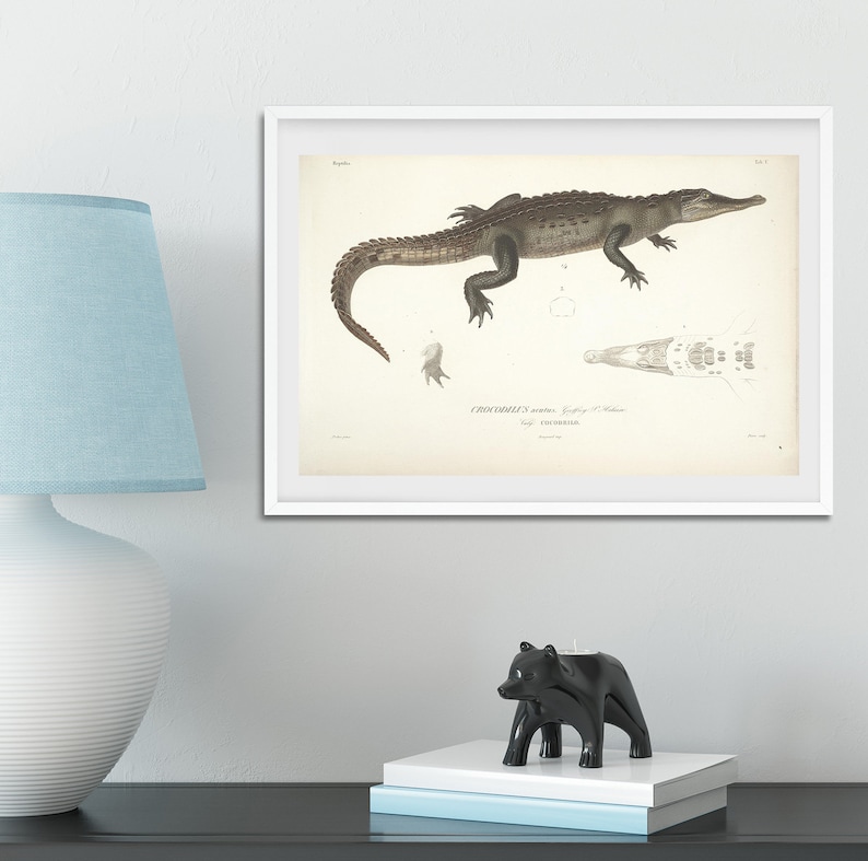 Framed Crocodile Antique Print, Scientific Drawing Biology Crocodile ...