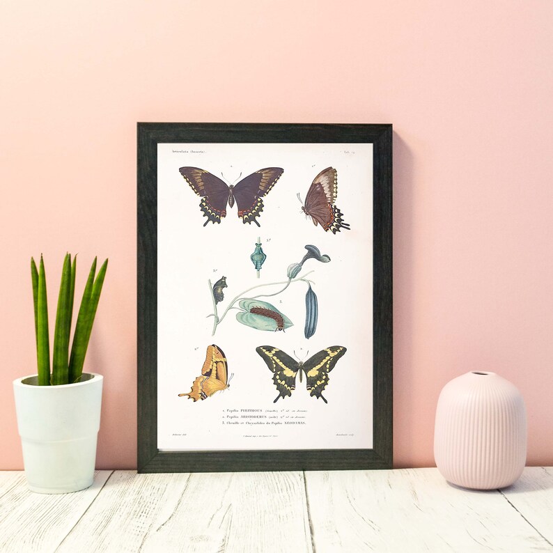 Framed Vintage Butterfly Print Natural History Scientific - Etsy