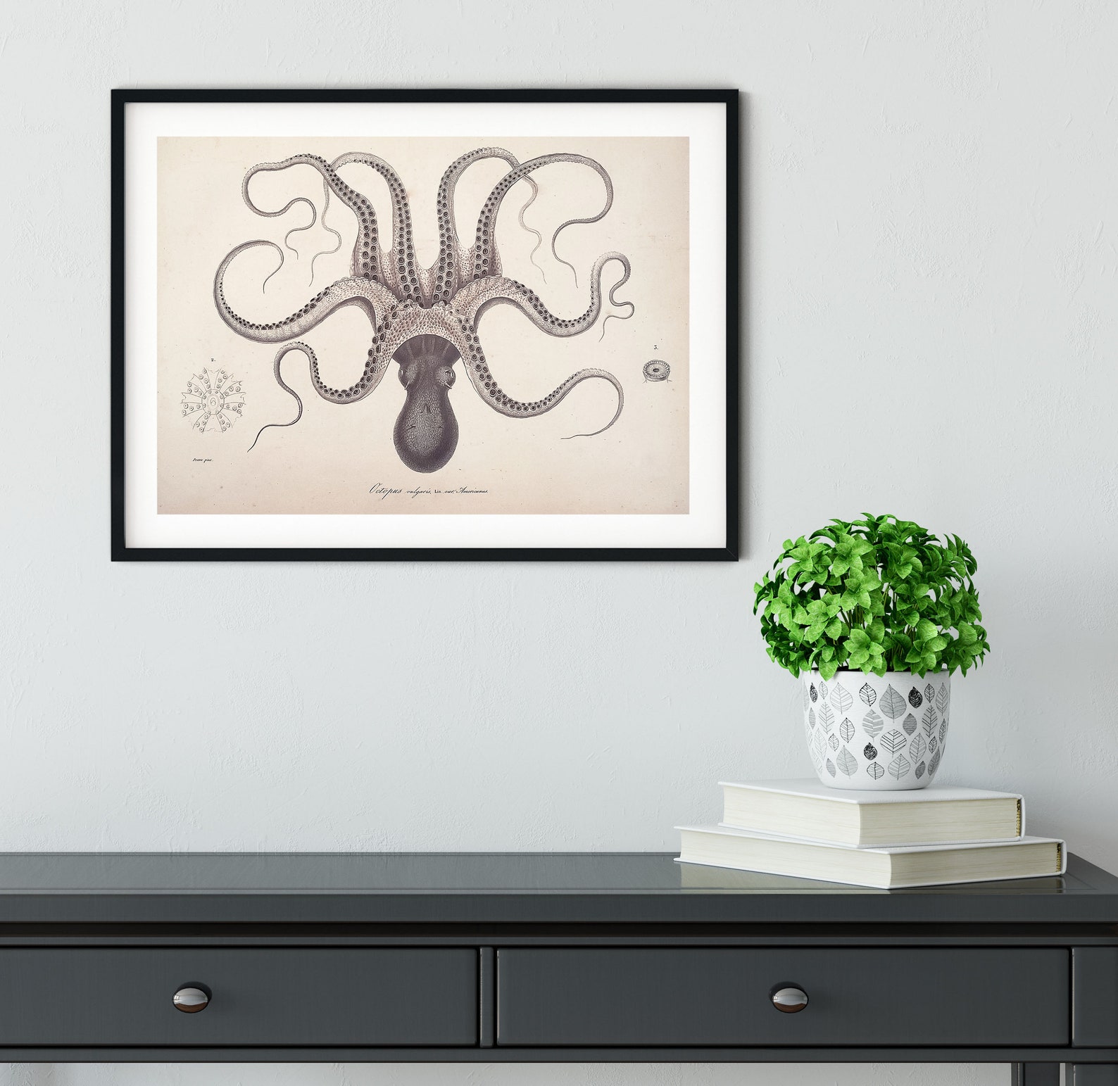 Digital Download Octopus Print Vintage Octopus Printable - Etsy