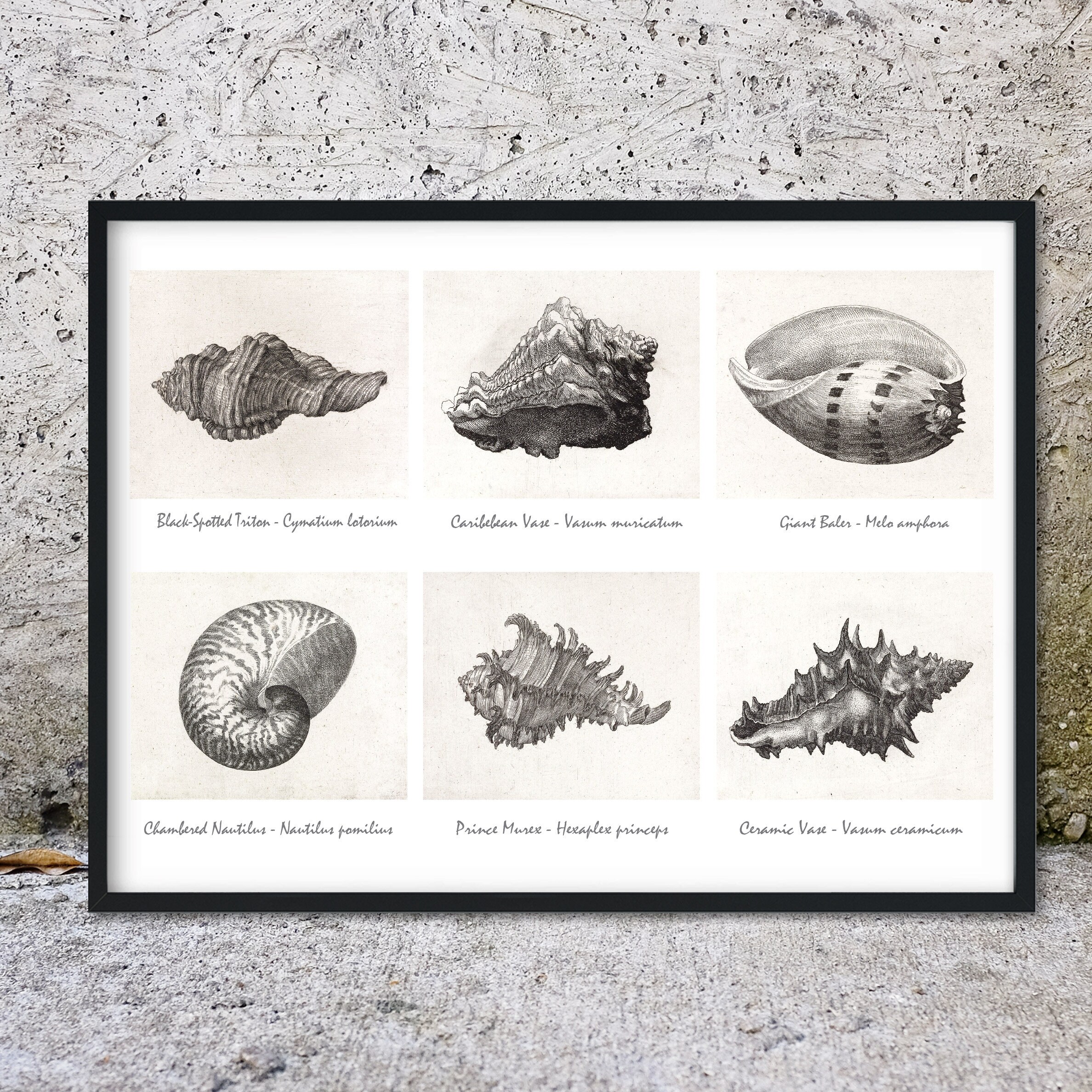 Framed Nautical Antique Shell Art Print 1645 Vintage Drawing - Etsy UK