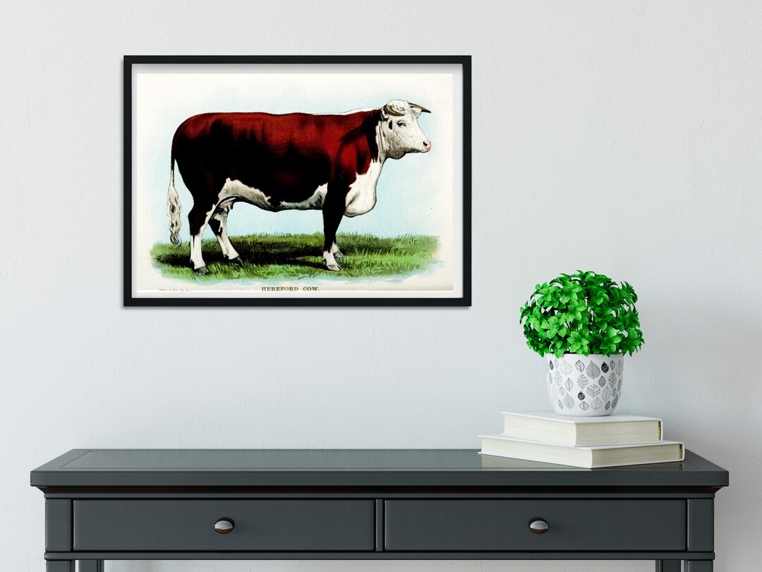 Framed Vintage Cow Print, Natural History Cow Art Print, Framed Cattle ...