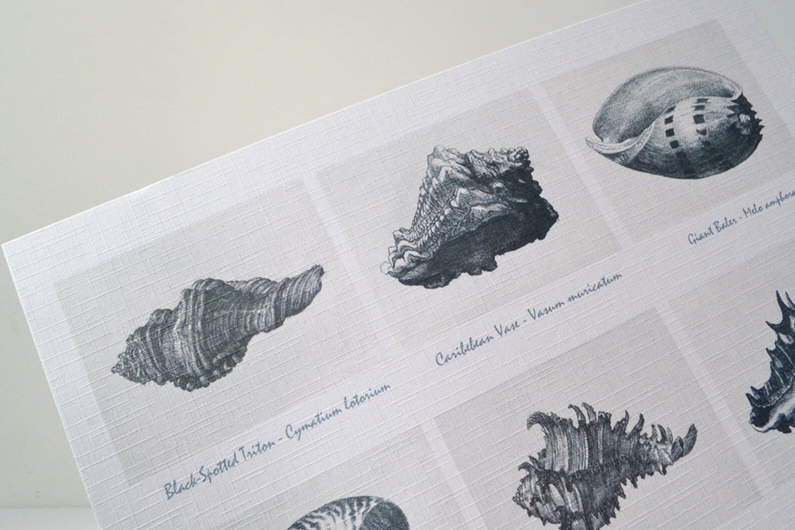 Framed Nautical Antique Shell Art Print 1645 Vintage Drawing - Etsy UK