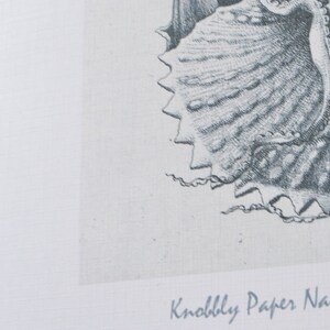 Digital Download Nautical Antique Shell Art Print, 1645 Vintage ...