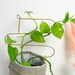 Curved Plant Support Indoor Plant Stake, Indoor Metal Trellis for Stem ...