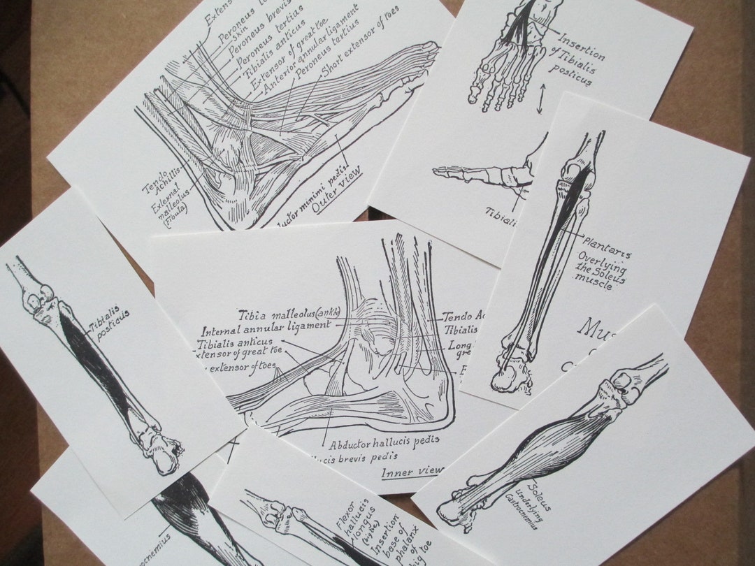 Leg and Foot Muscle Cut Outs. Junk Journal. Paper Supplies. Halloween ...