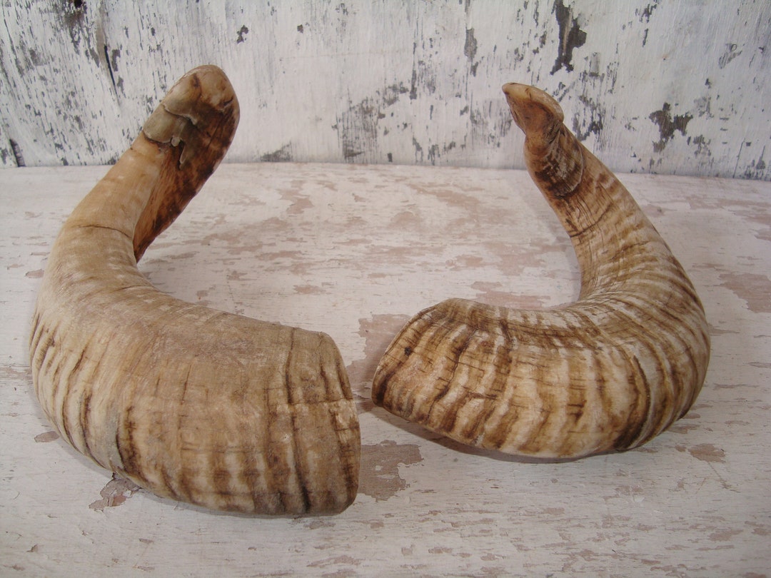Ram Horn, Natural Horn , Pagan Gothic Supplies , Real Animal Bones ...