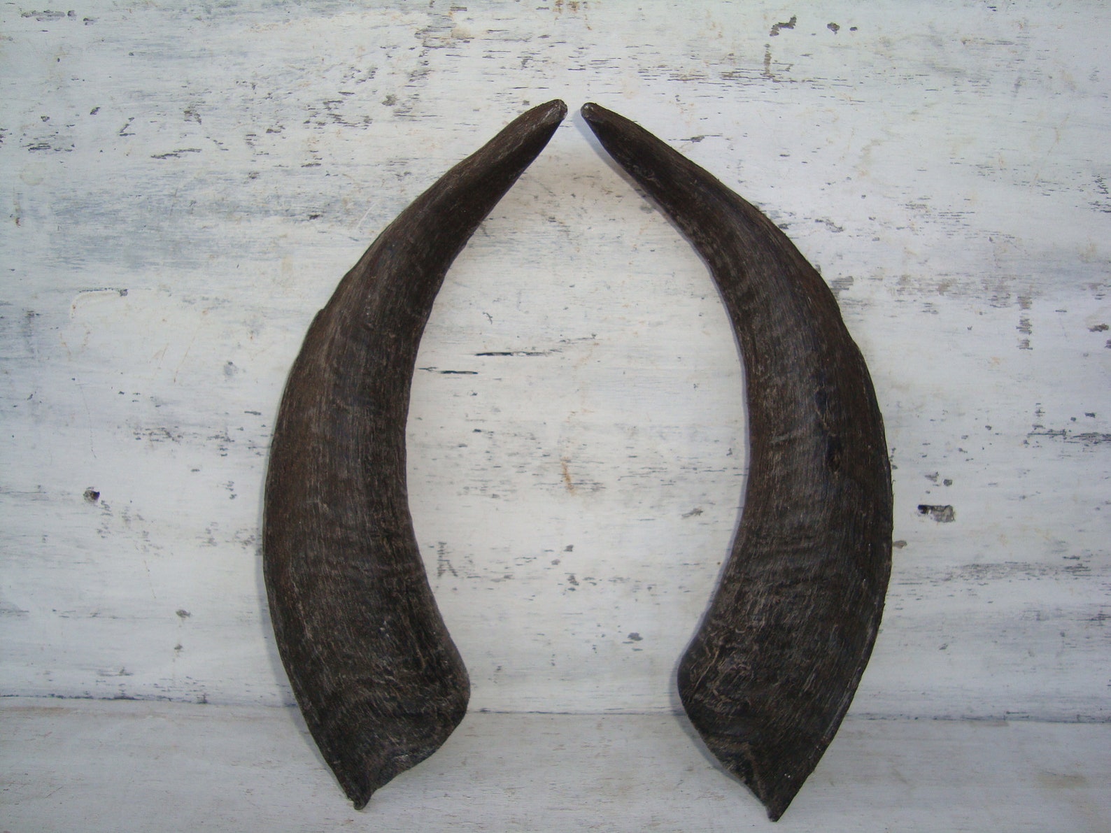 Real Goat Horn , Natural Horn , Pagan Gothic Supplies , Ram Taxidermy ...