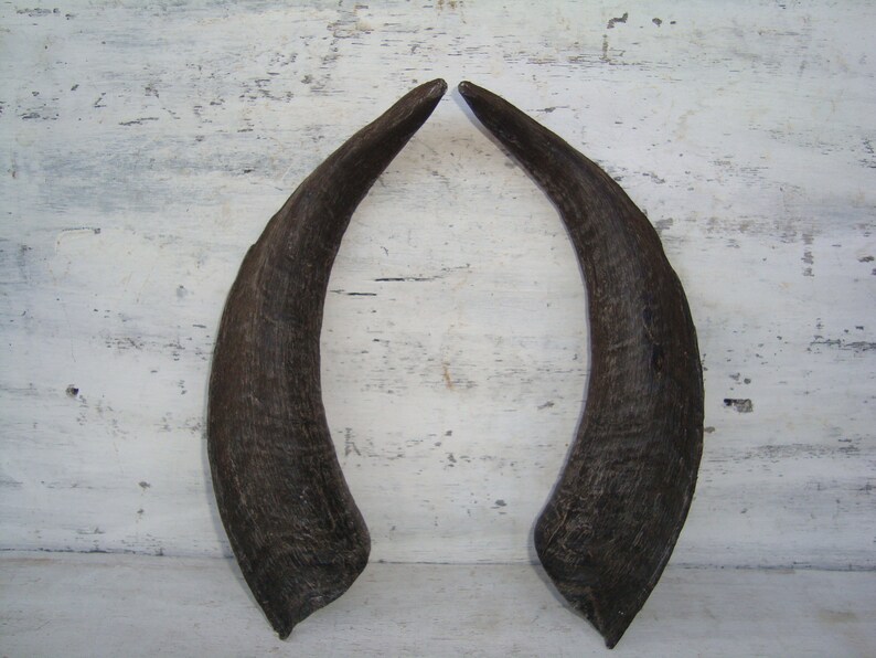 Real Goat Horn , Natural Horn , Pagan Gothic Supplies , Ram Taxidermy ...