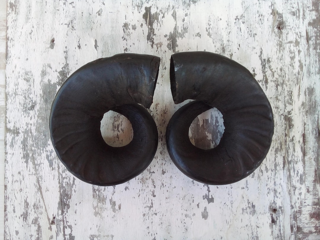 Ram Horn, Natural Horn , Pagan Gothic Supplies , Real Animal Bones ...