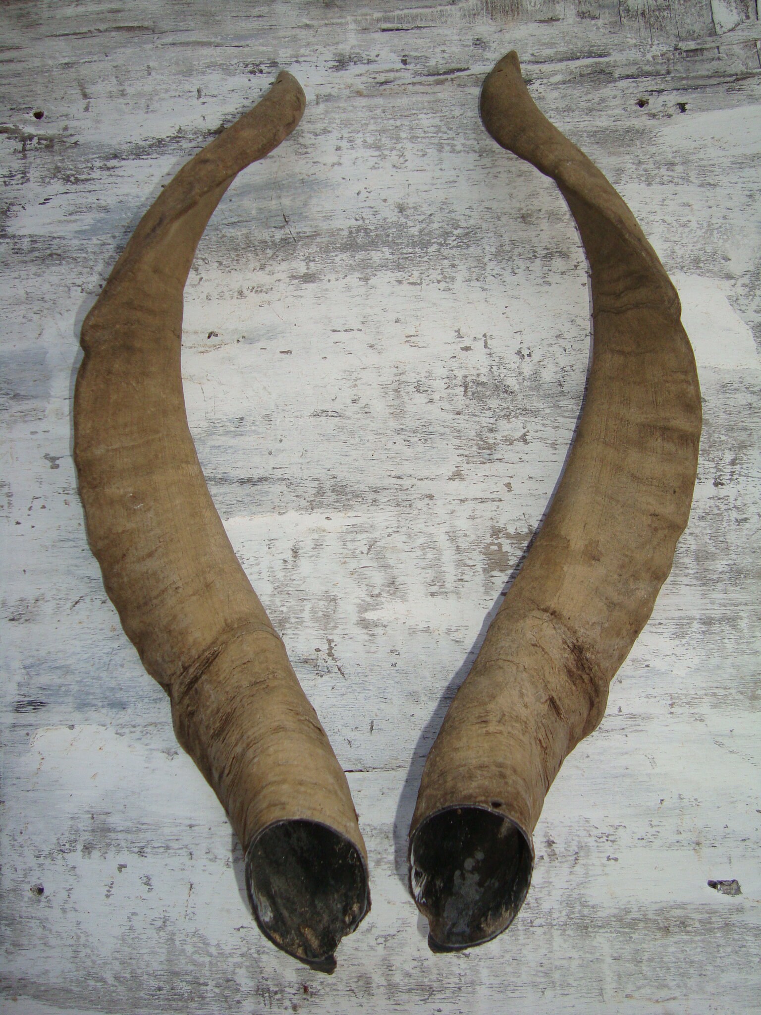 Natural Horn Real Animal Bones Creepy Macabre Art | Etsy