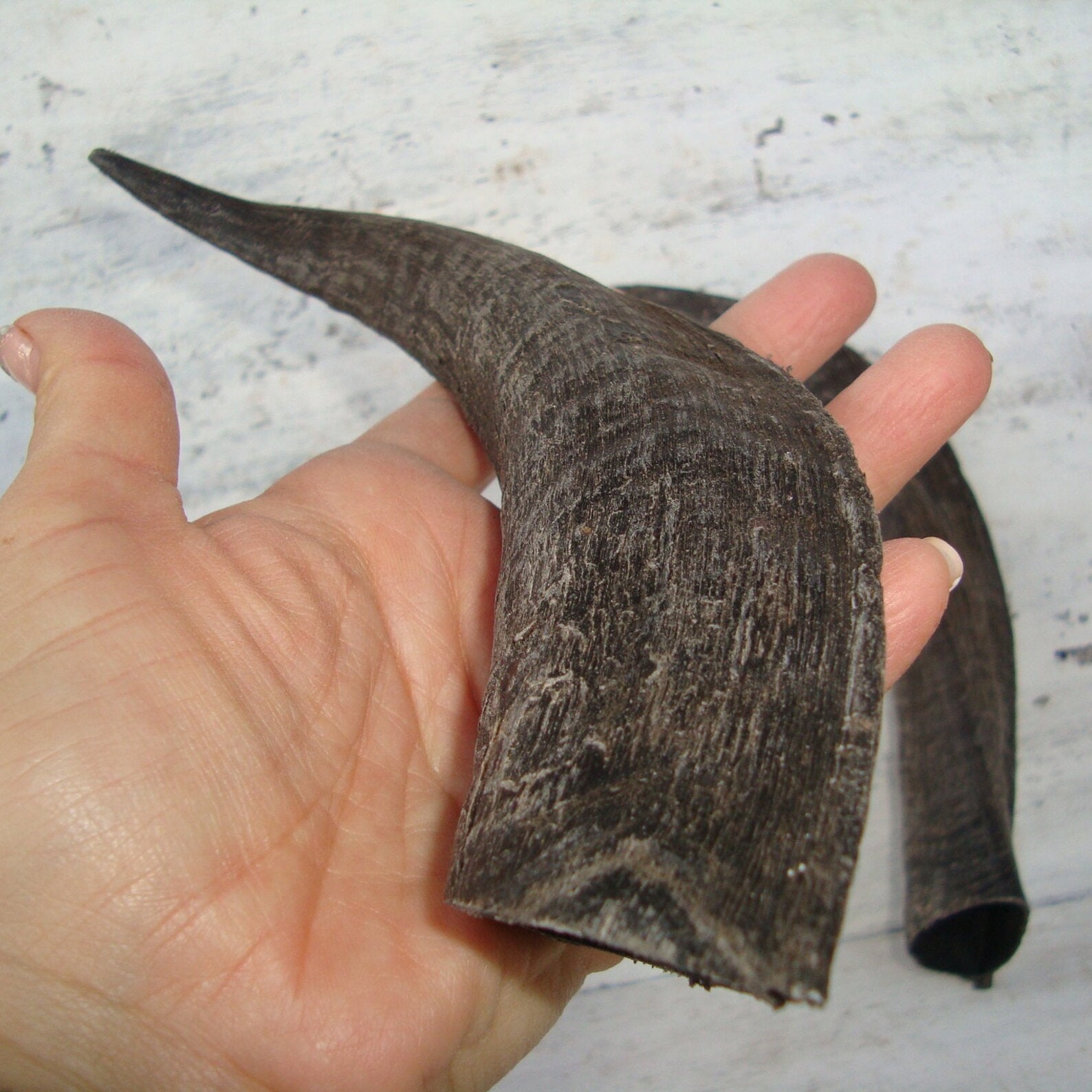 Real Goat Horn Natural Horn Pagan Gothic Supplies Ram - Etsy