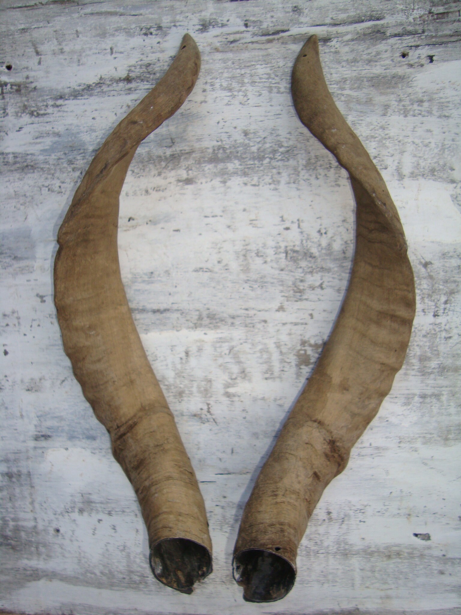 Natural Horn Real Animal Bones Creepy Macabre Art | Etsy