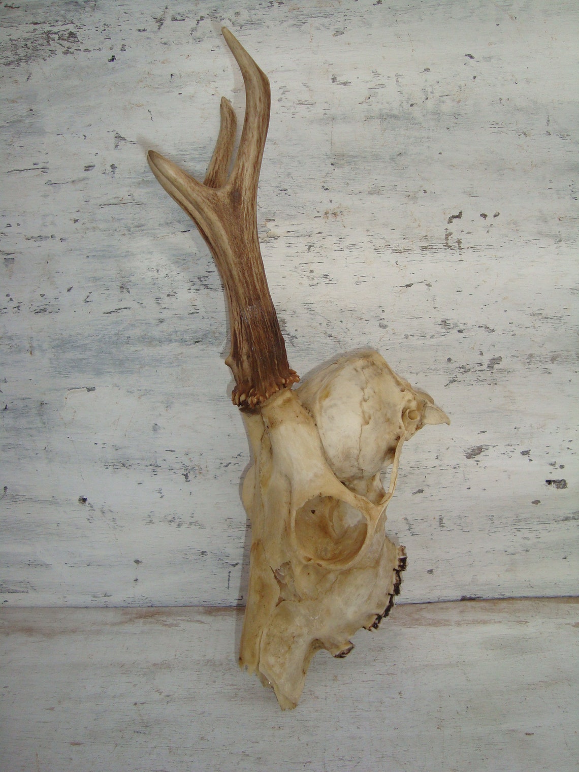 Animal Horn deer Skull roe Horn vintage Horn raw Horn - Etsy