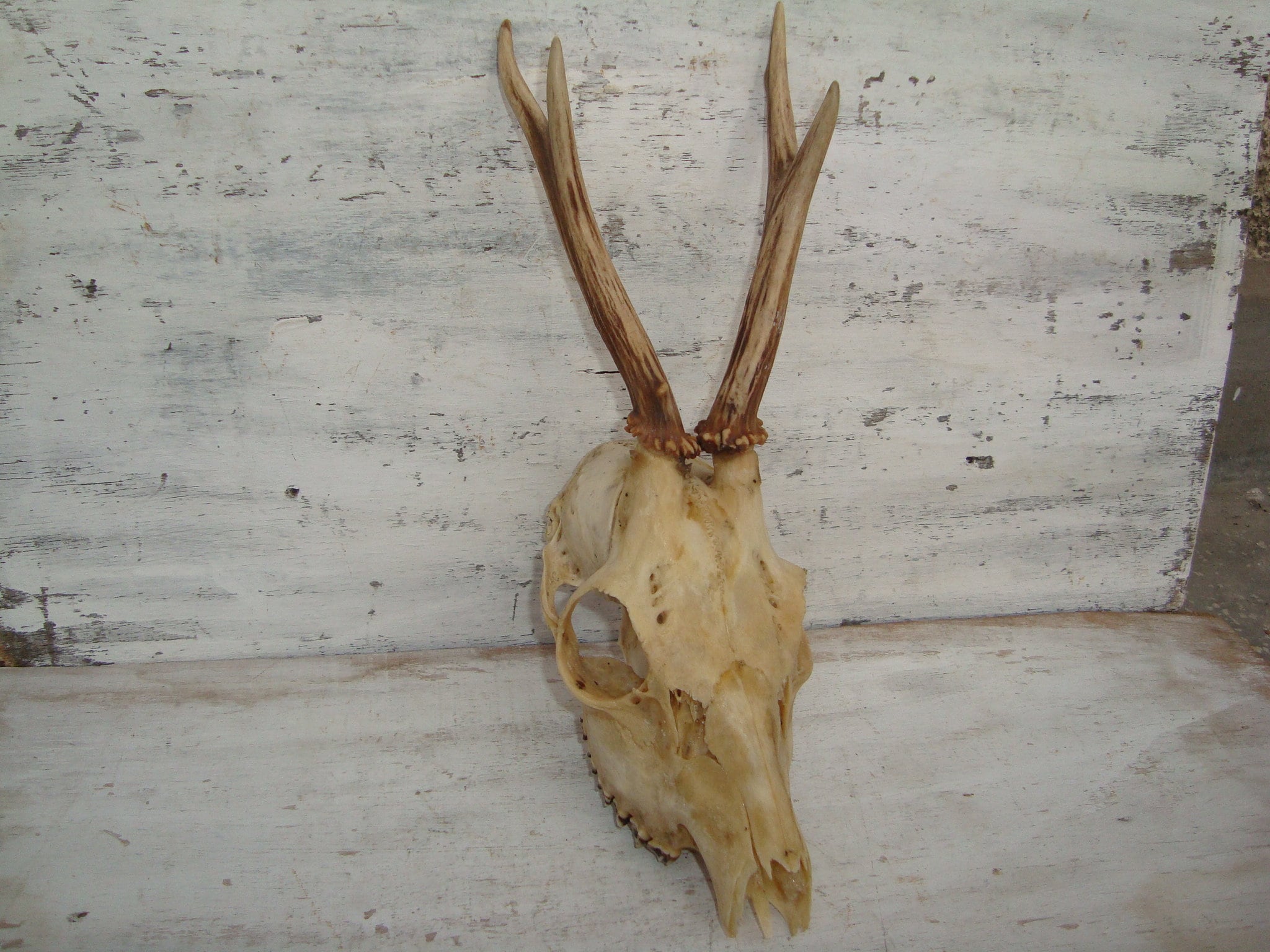 Animal Horn deer Skull roe Horn vintage Horn raw Horn - Etsy