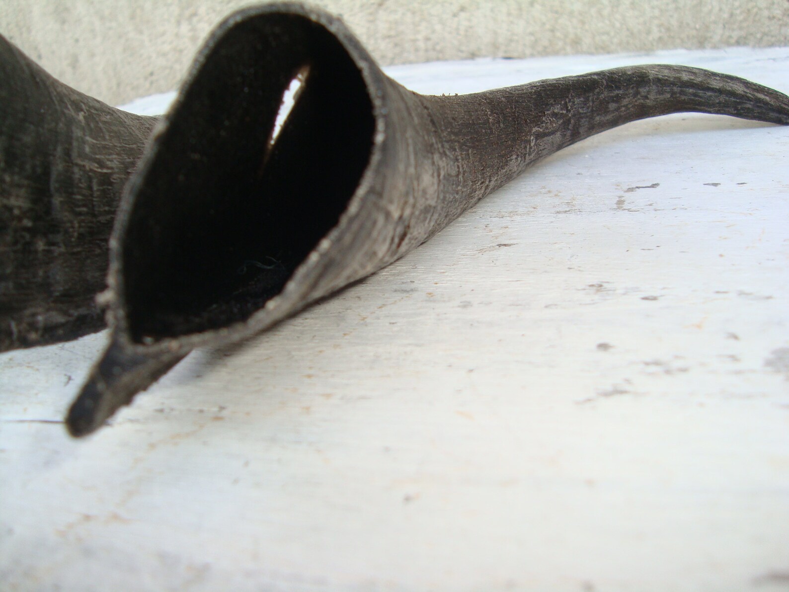 Real Goat Horn Natural Horn Pagan Gothic Supplies Ram - Etsy