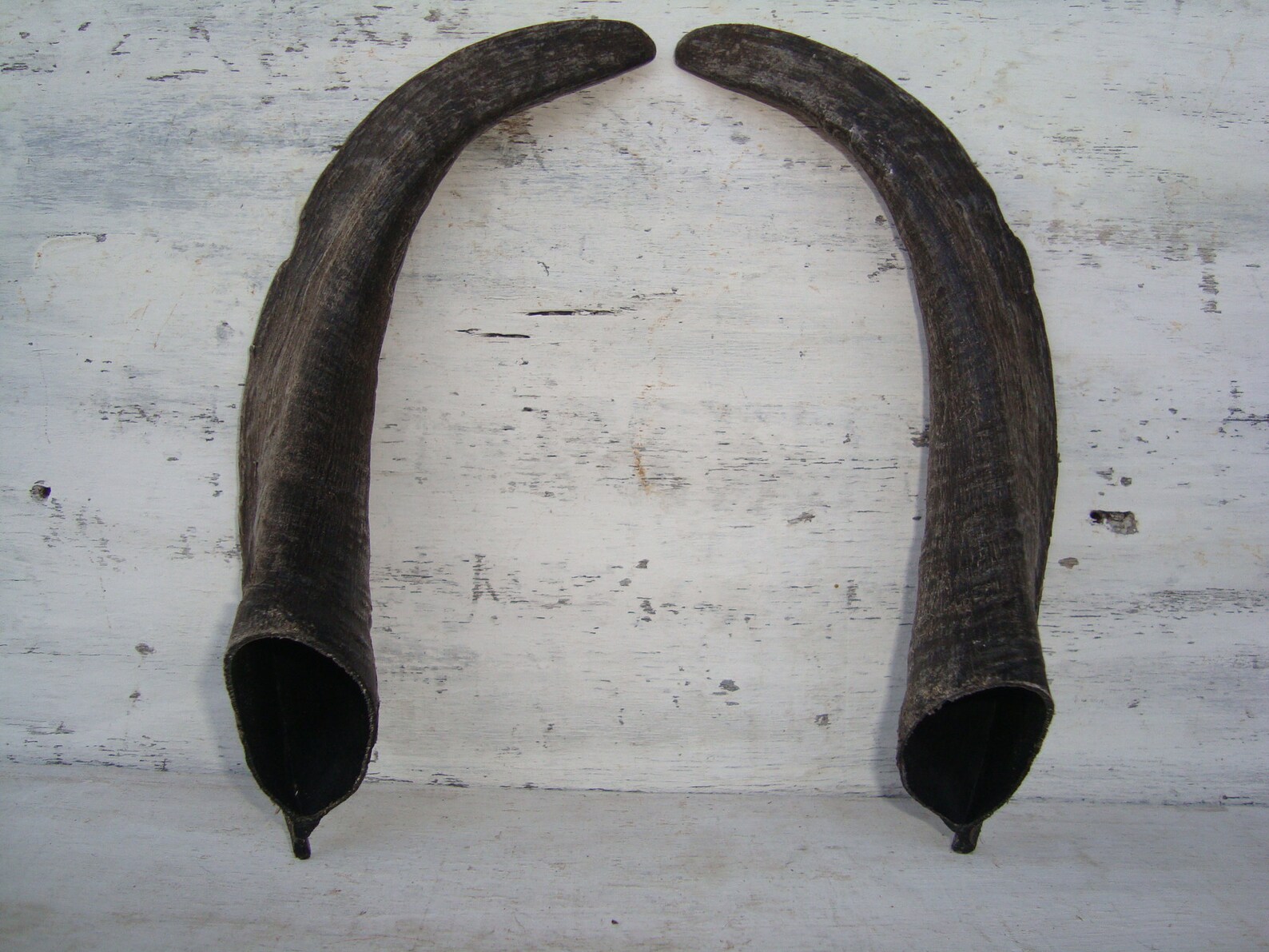 Real Goat Horn , Natural Horn , Pagan Gothic Supplies , Ram Taxidermy ...
