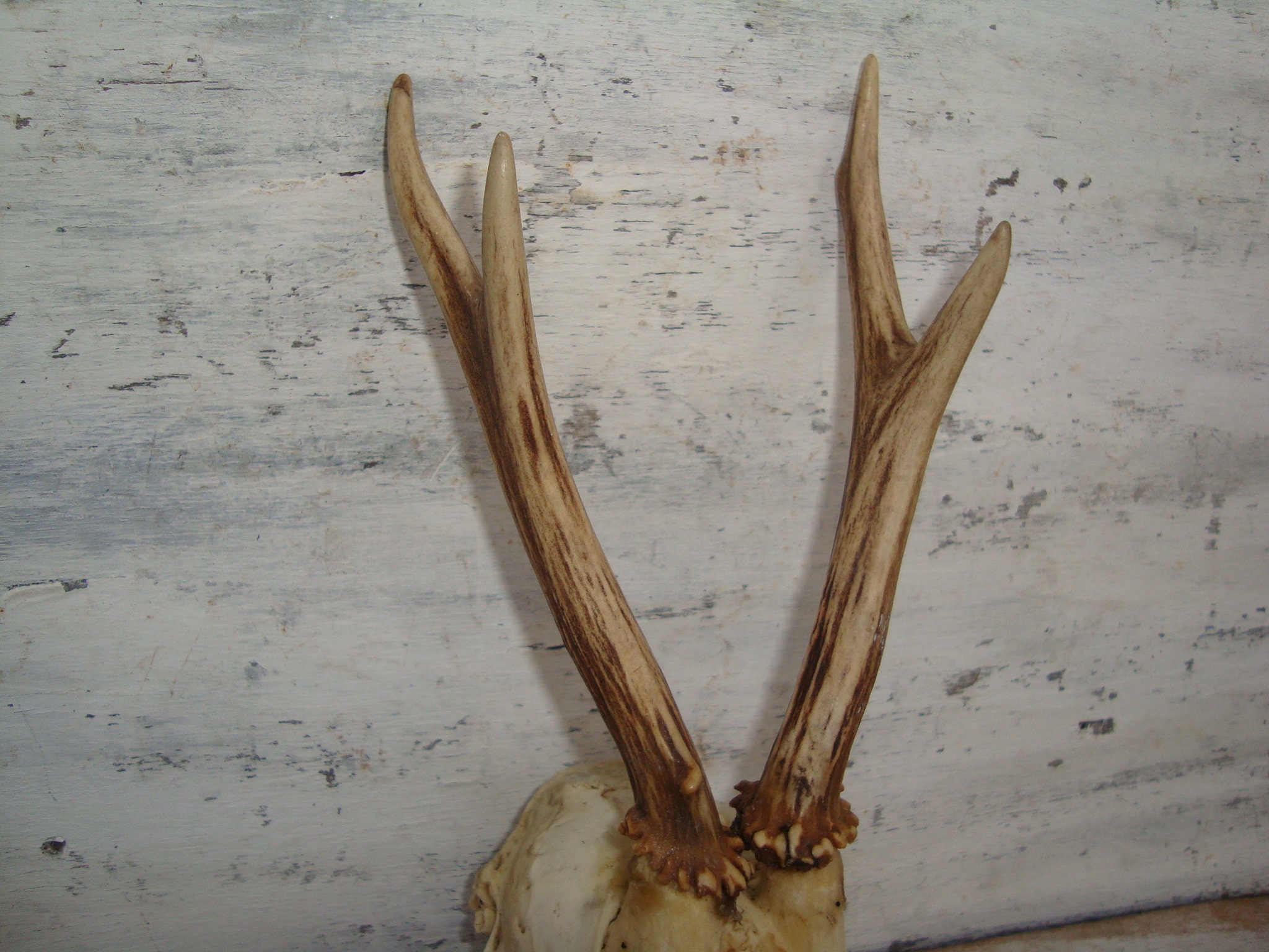 Animal Horn deer Skull roe Horn vintage Horn raw Horn - Etsy