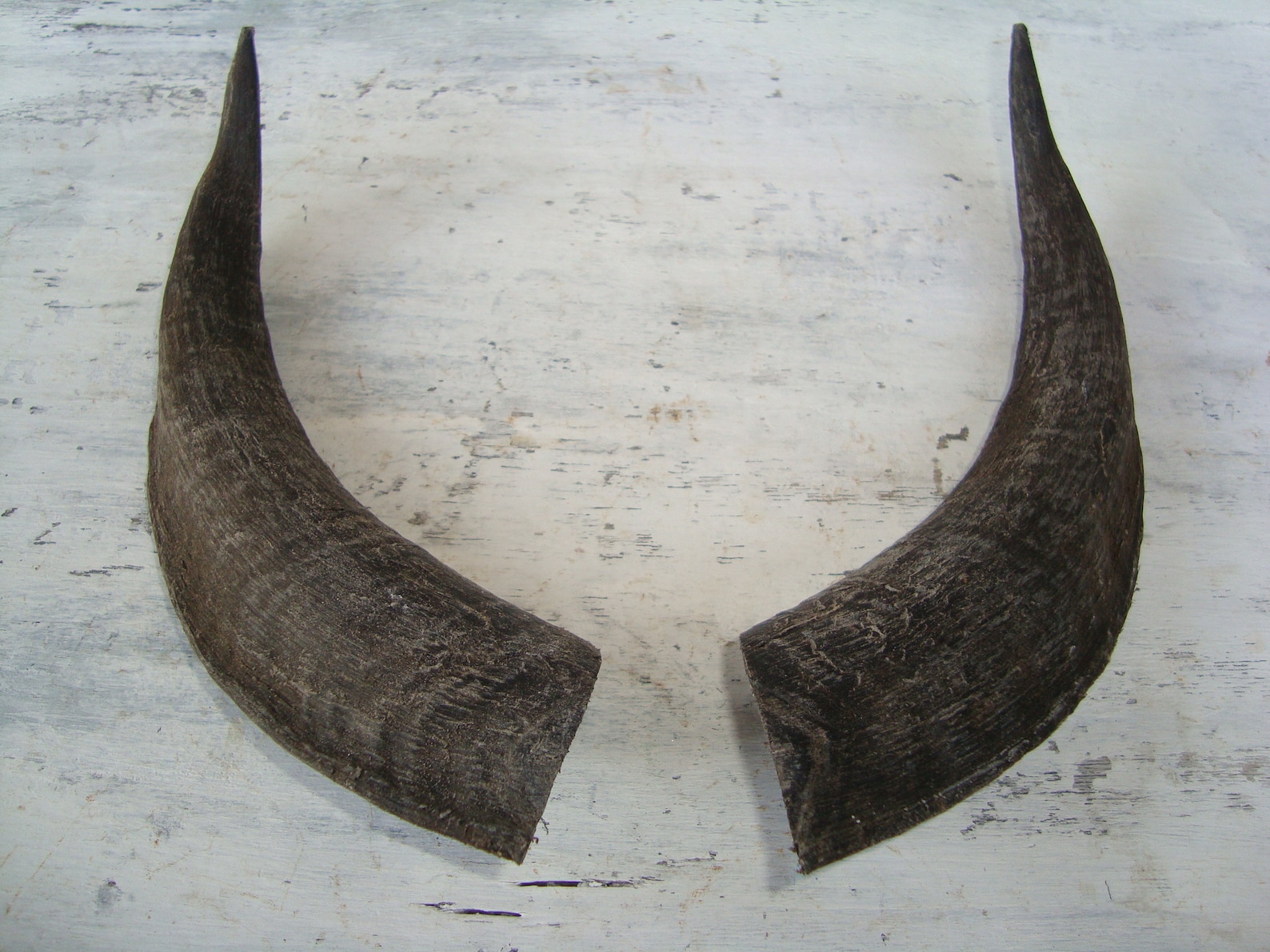 Real Goat Horn Natural Horn Pagan Gothic Supplies Ram - Etsy