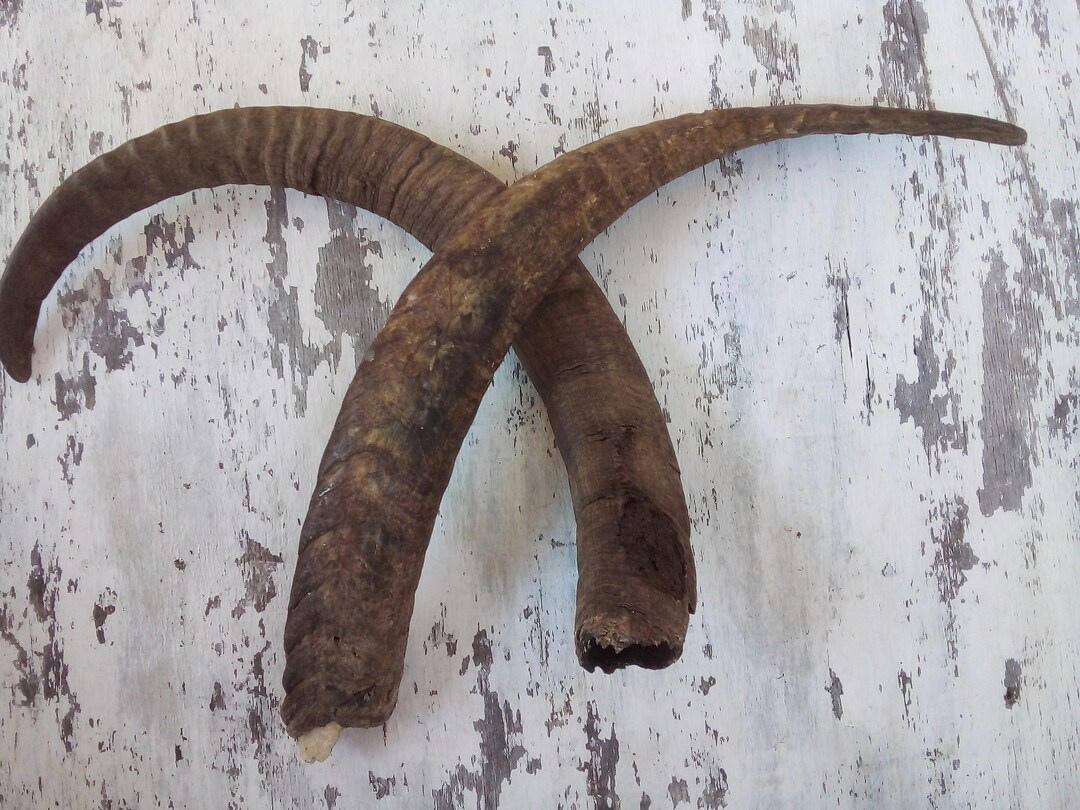 Ram Horn, Natural Horn , Pagan Gothic Supplies , Real Animal Bones ...