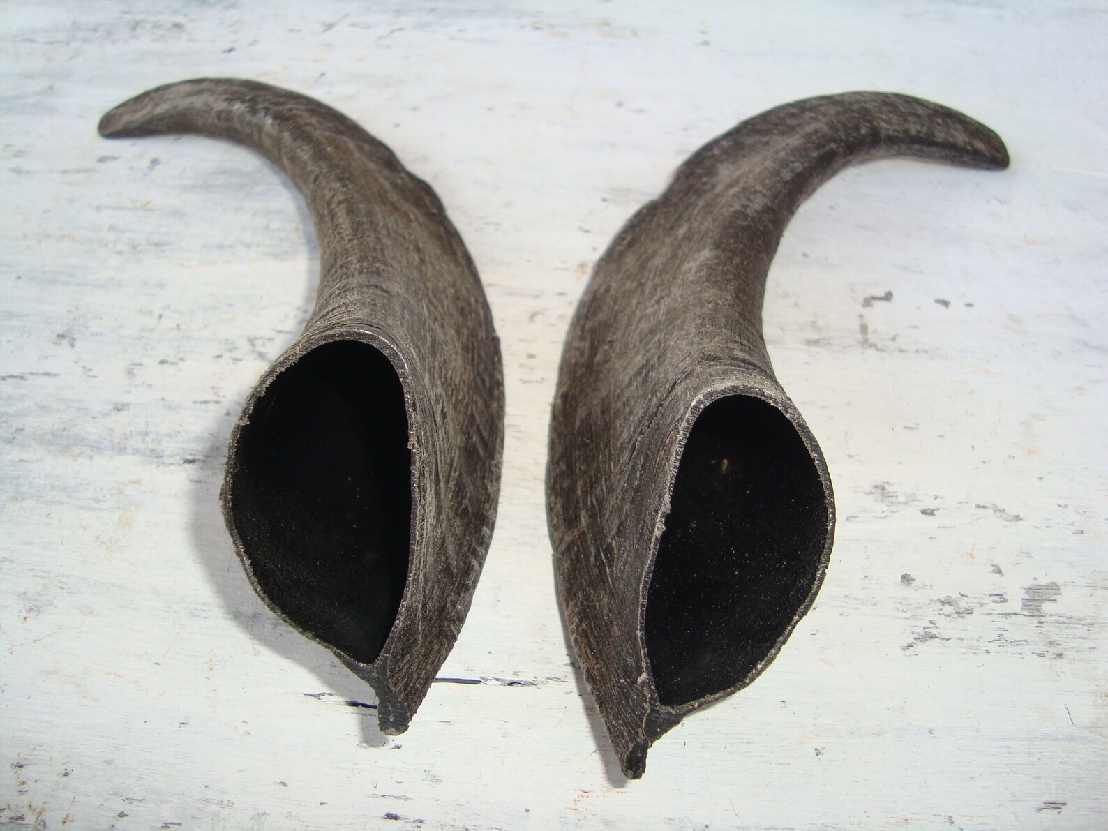 Real Goat Horn Natural Horn Pagan Gothic Supplies Ram - Etsy