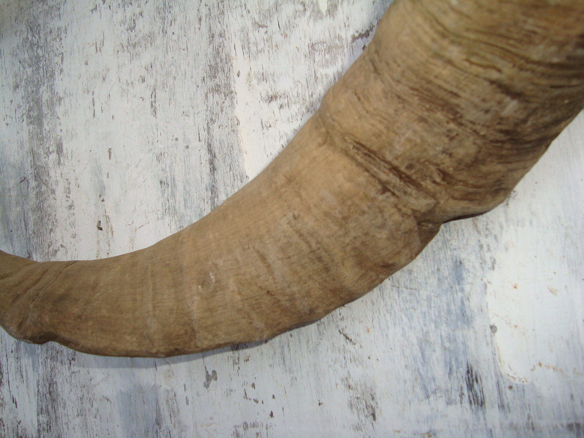 Natural Horn Real Animal Bones Creepy Macabre Art | Etsy