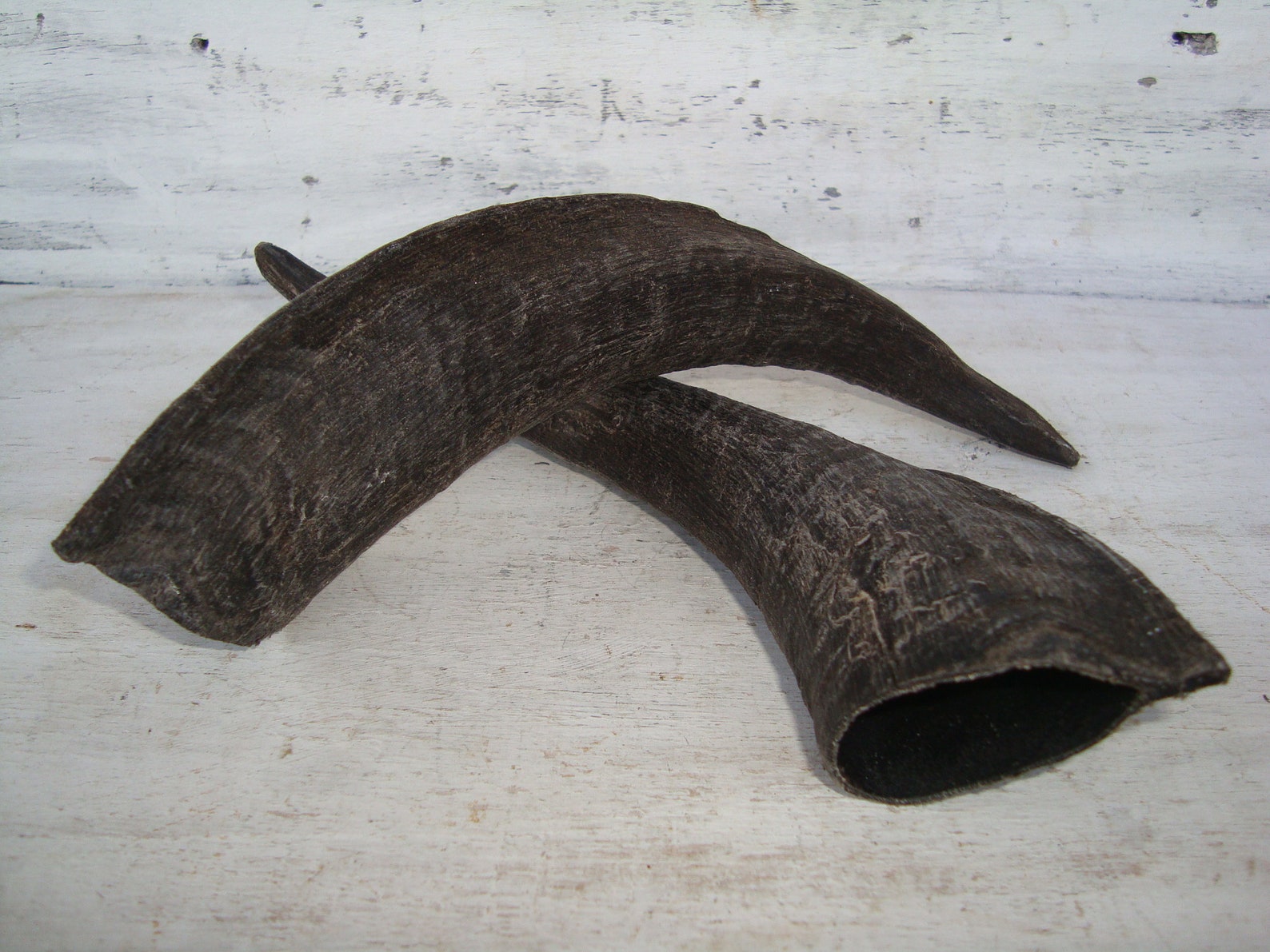 Real Goat Horn , Natural Horn , Pagan Gothic Supplies , Ram Taxidermy ...