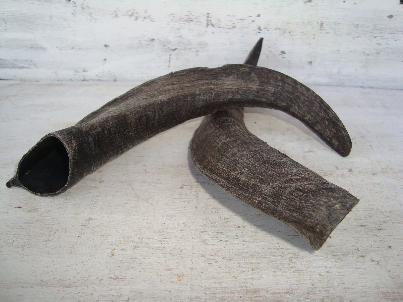 Real Goat Horn Natural Horn Pagan Gothic Supplies Ram - Etsy