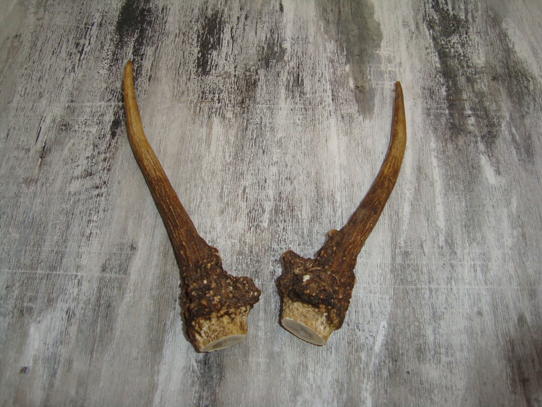 Scottish Roe Deer Buck Antler, Antler Ring Holder, Scottish Antler ...